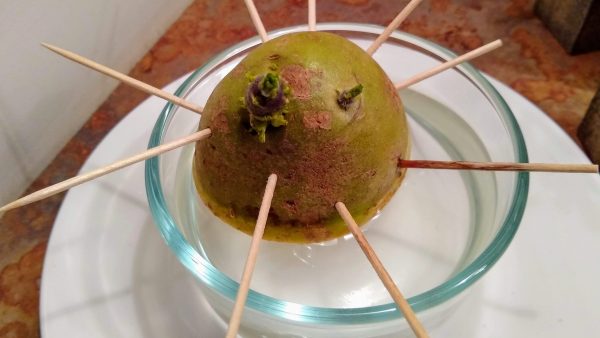 Preschool Science: Root Study Experiment – Jack of All Trades