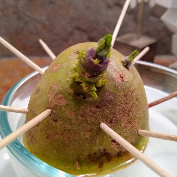 Preschool Science: Root Study Experiment – Jack of All Trades