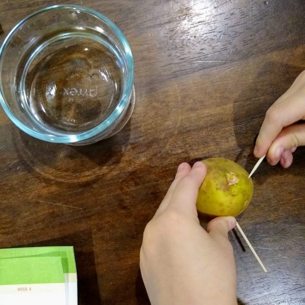 Preschool Science: Root Study Experiment – Jack of All Trades