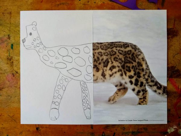 Learning all about Snow Leopards – Jack of All Trades