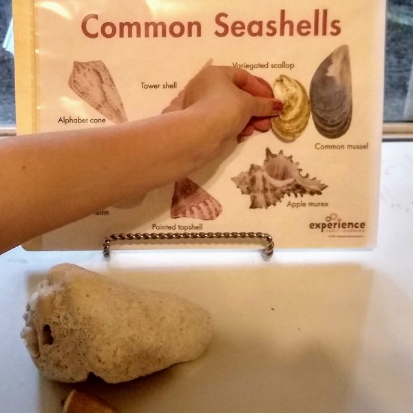 Seashell Sorting – Jack of All Trades
