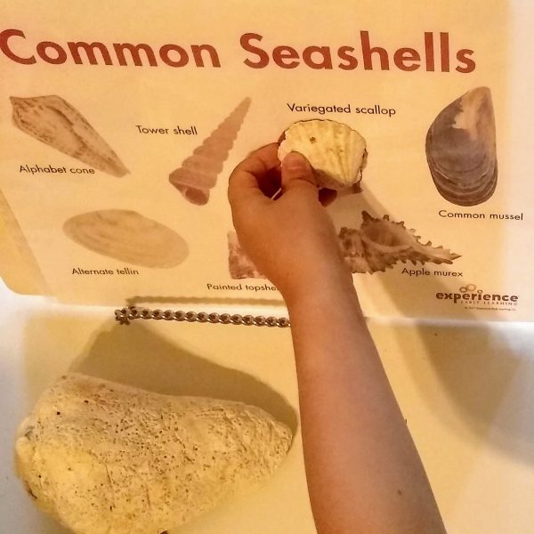 Seashell Sorting – Jack of All Trades