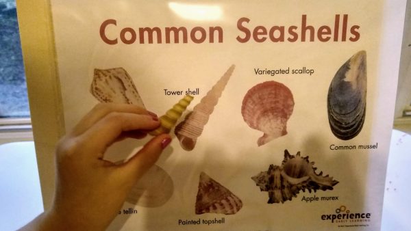 Seashell Sorting – Jack of All Trades
